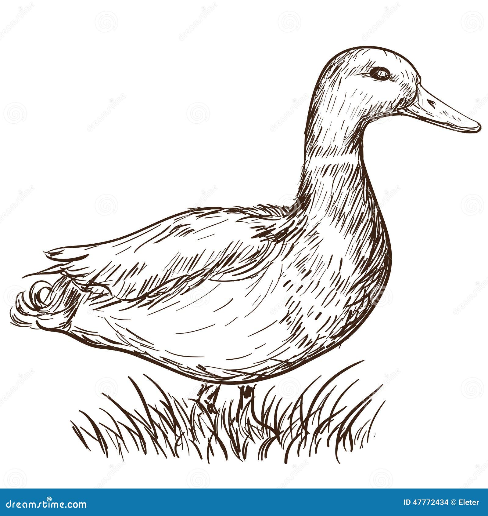 Hand gezeichnete Ente vektor abbildung. Illustration von kunst - 47772434