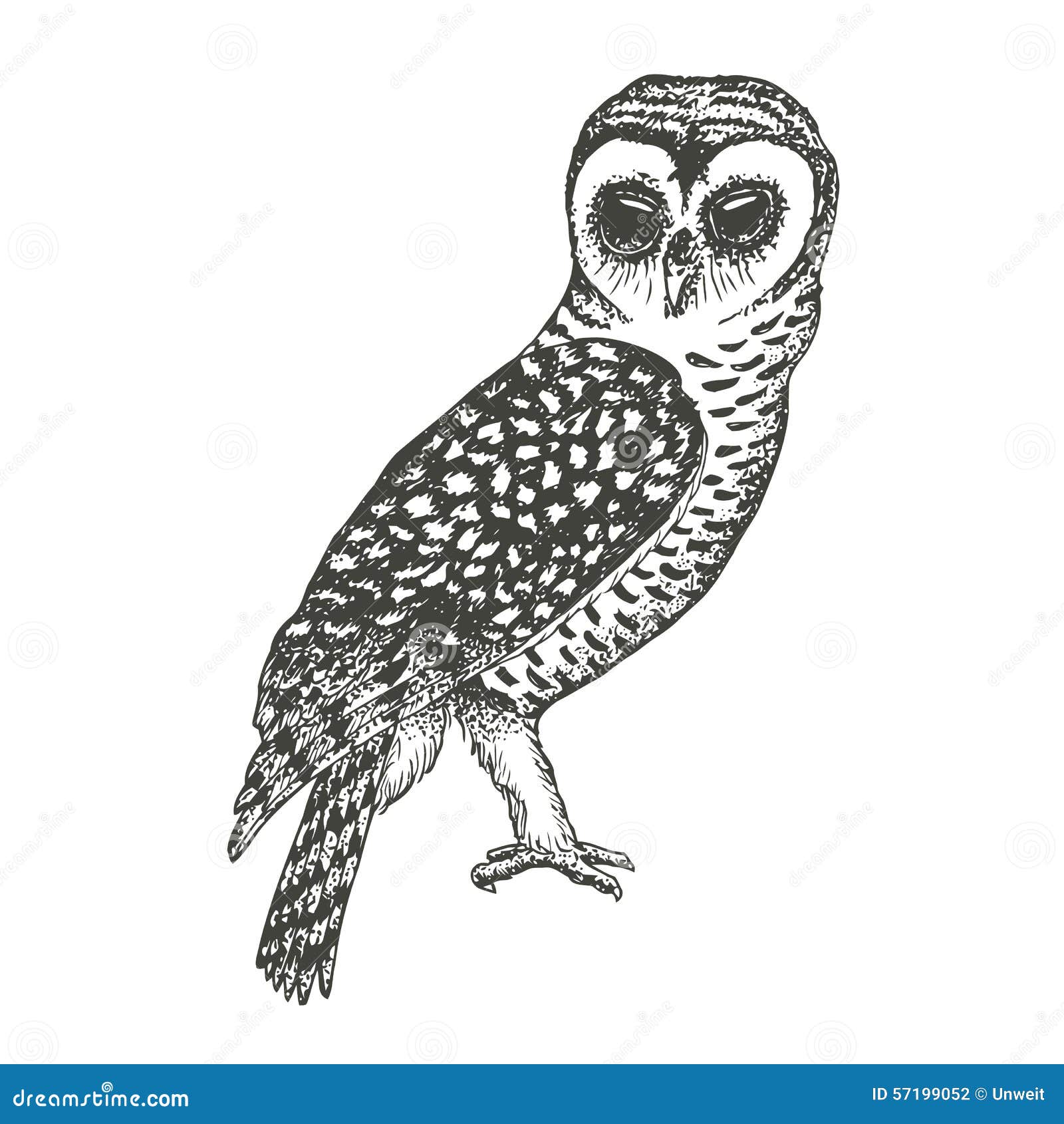 Hand gezeichnete Eule vektor abbildung. Illustration von schwarzes ...