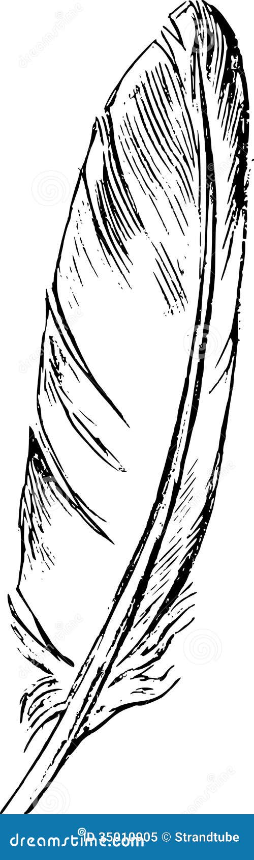 Hand gezeichnete Feder vektor abbildung. Illustration von computer ...