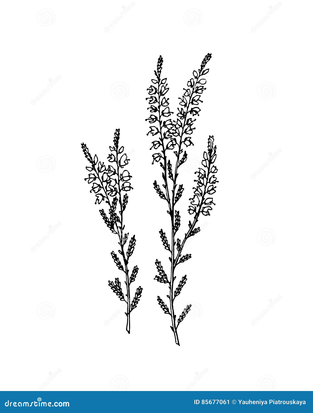 Hand gezeichnete Heide vektor abbildung. Illustration von geläufig ...