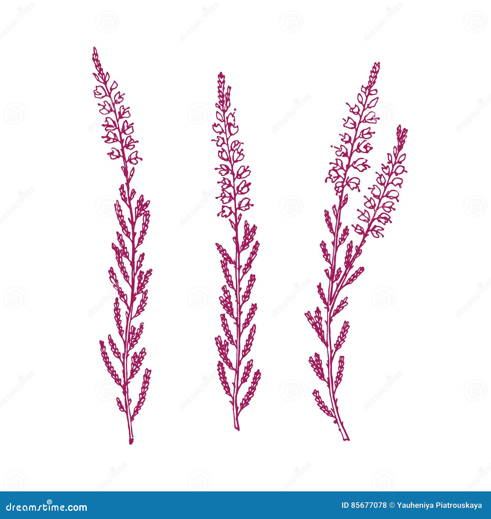 Hand gezeichnete Heide vektor abbildung. Illustration von entzückend ...