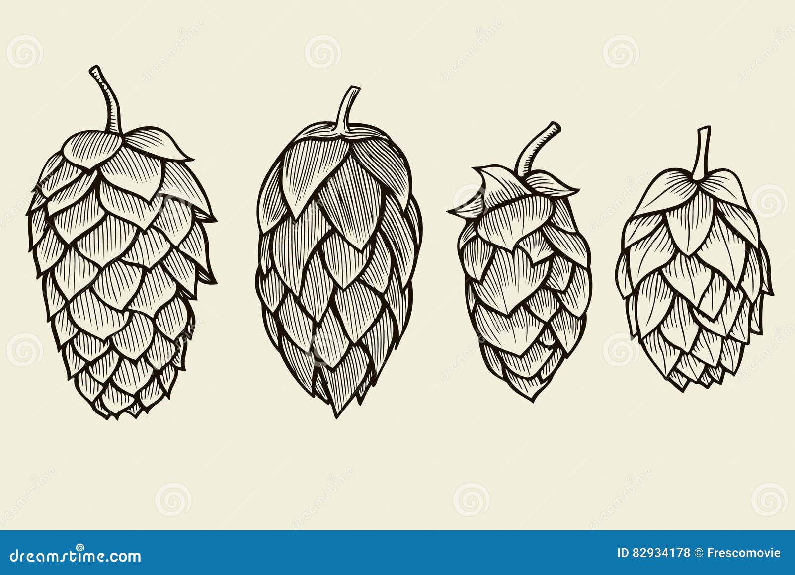 Hand Gezeichnete Hopfen Eingestellt Vektor Abbildung - Illustration von ...