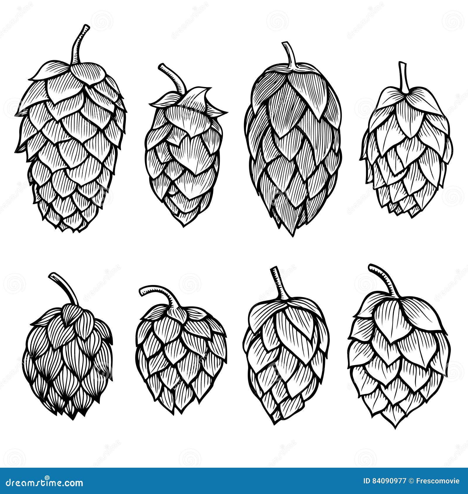 Hand Gezeichnete Hopfen Eingestellt Vektor Abbildung - Illustration von ...