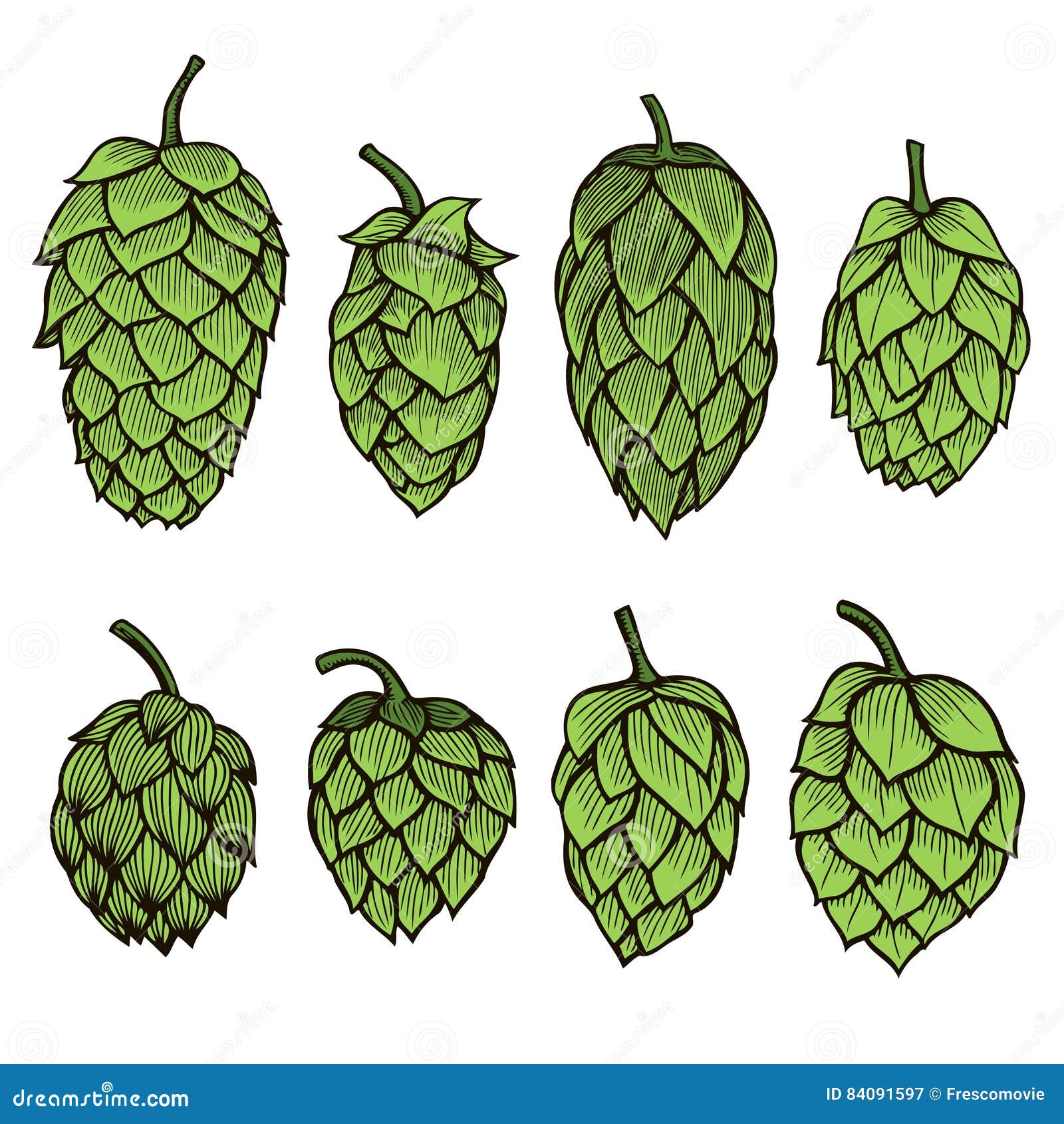 Hand Gezeichnete Hopfen Eingestellt Vektor Abbildung - Illustration von ...