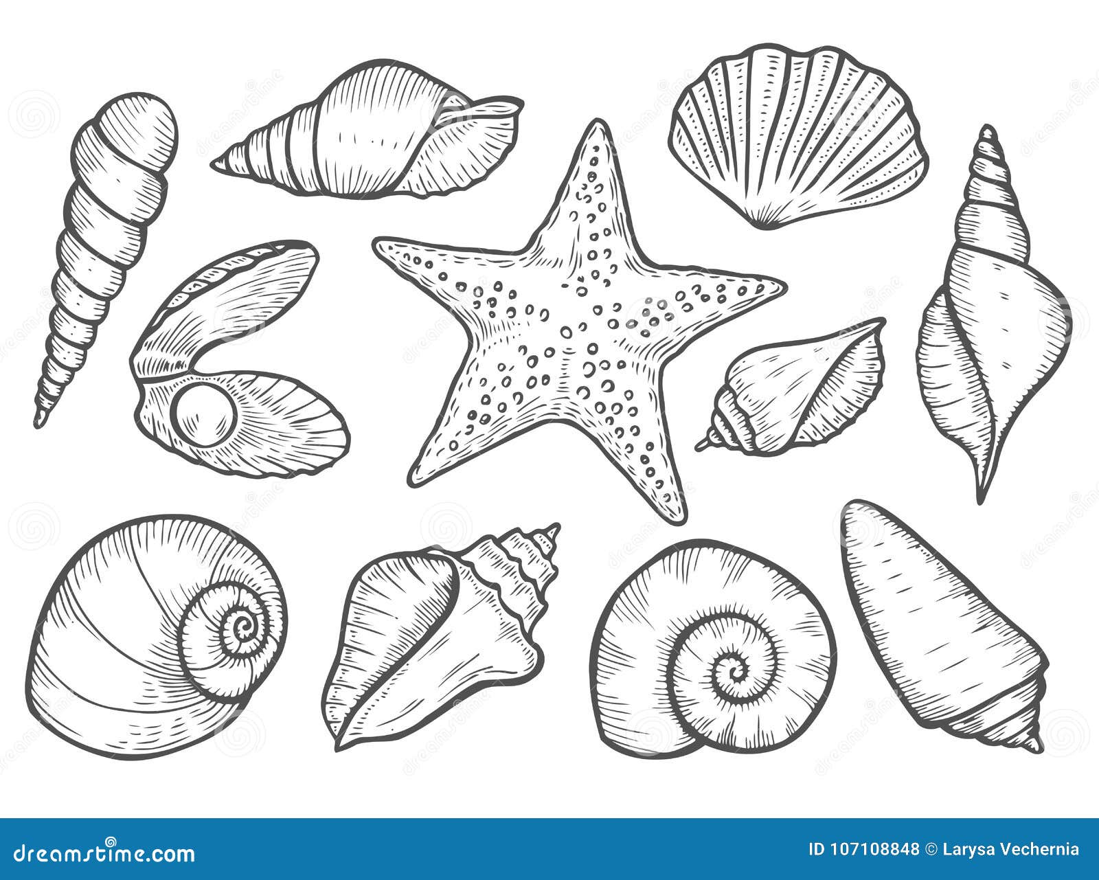 Hand gezeichnete Muschel vektor abbildung. Illustration von fische ...