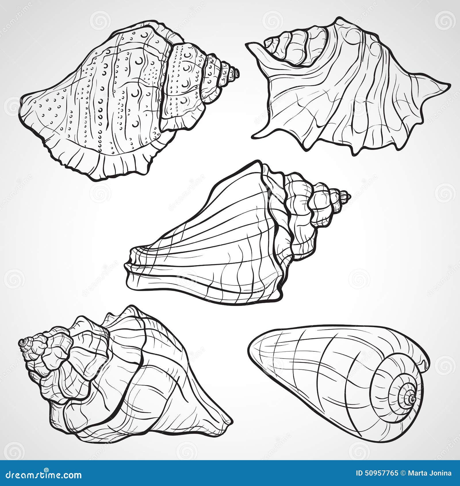 Hand gezeichnete Muscheln stock abbildung. Illustration von muster ...