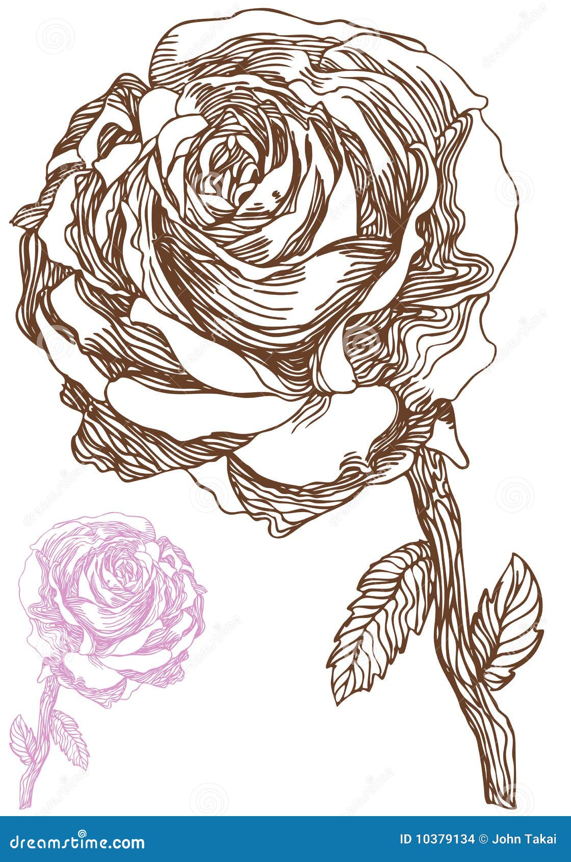 Hand gezeichnete Rose vektor abbildung. Illustration von blätter - 10379134