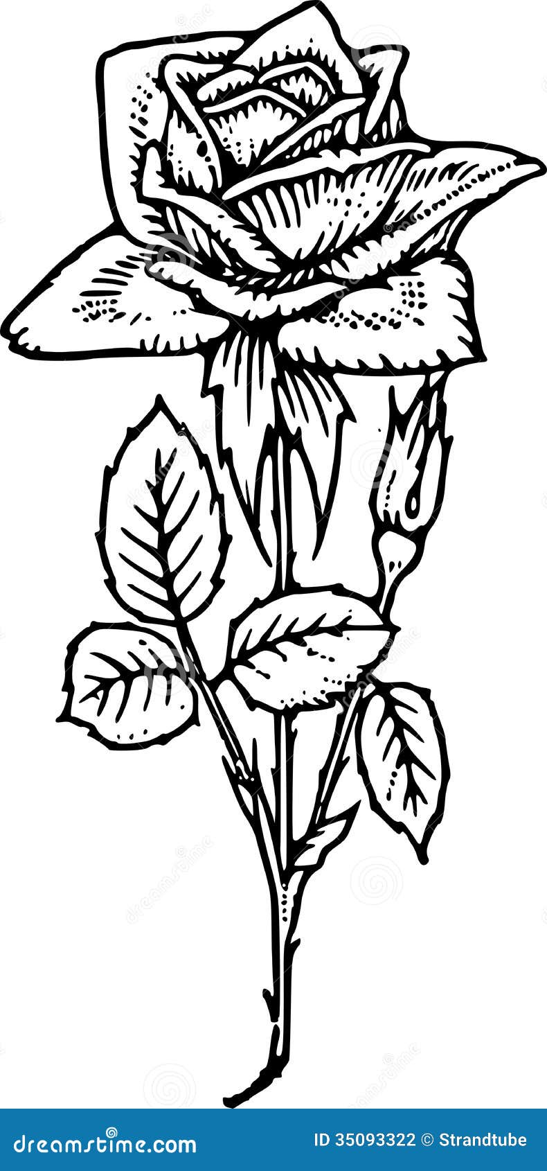 Hand gezeichnete Rose vektor abbildung. Illustration von hand - 35093322