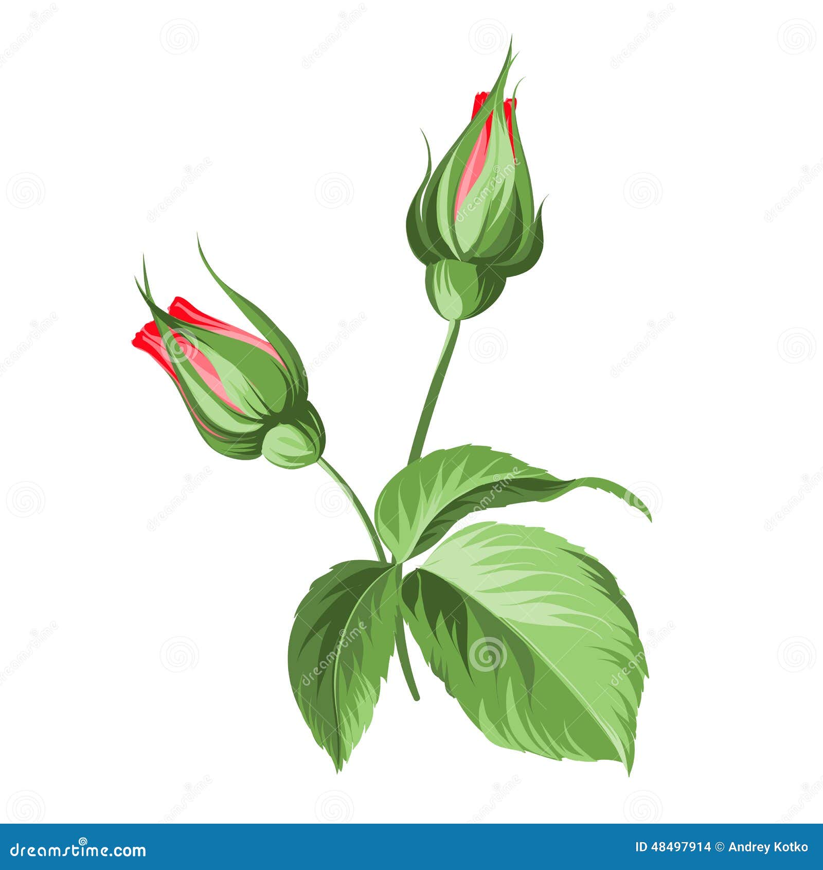 Hand gezeichnete Rose vektor abbildung. Illustration von feier - 48497914