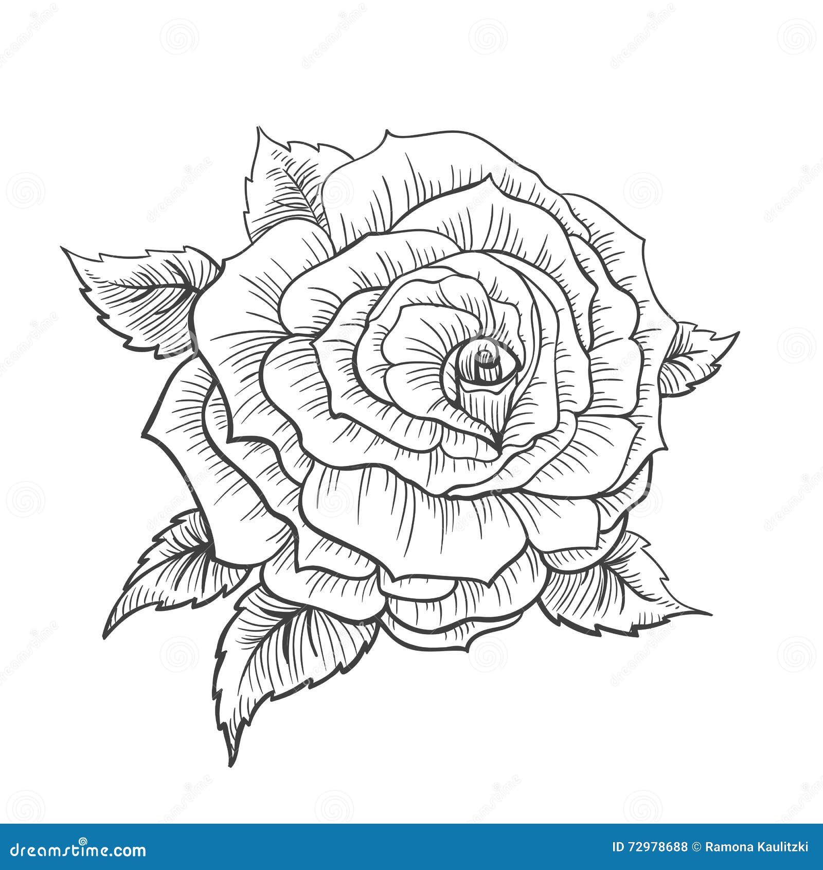 Hand gezeichnete Rose stock abbildung. Illustration von tinte - 72978688