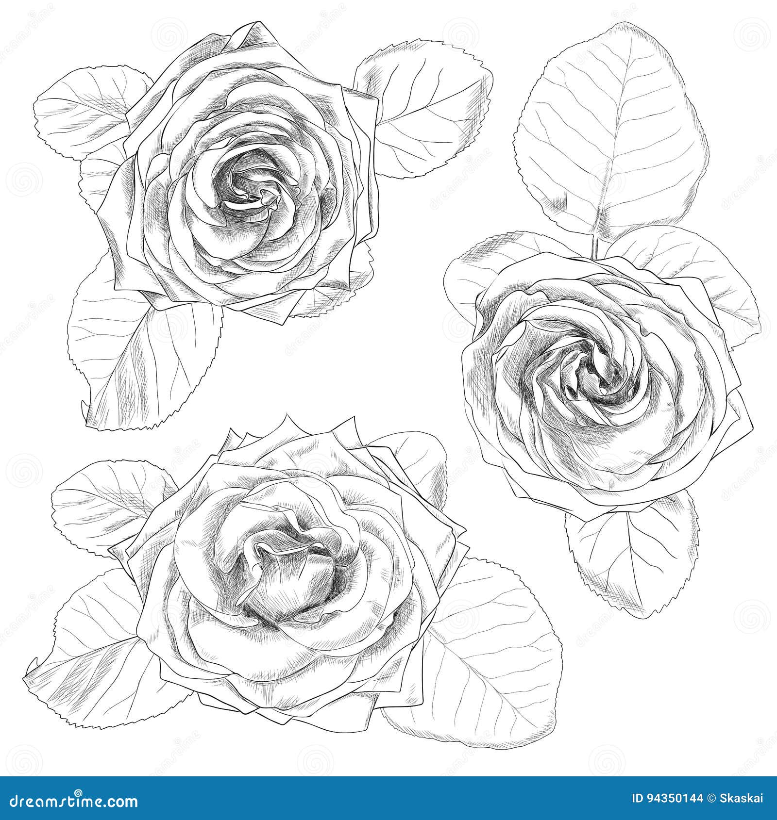 Hand gezeichnete Rose vektor abbildung. Illustration von bleistift ...