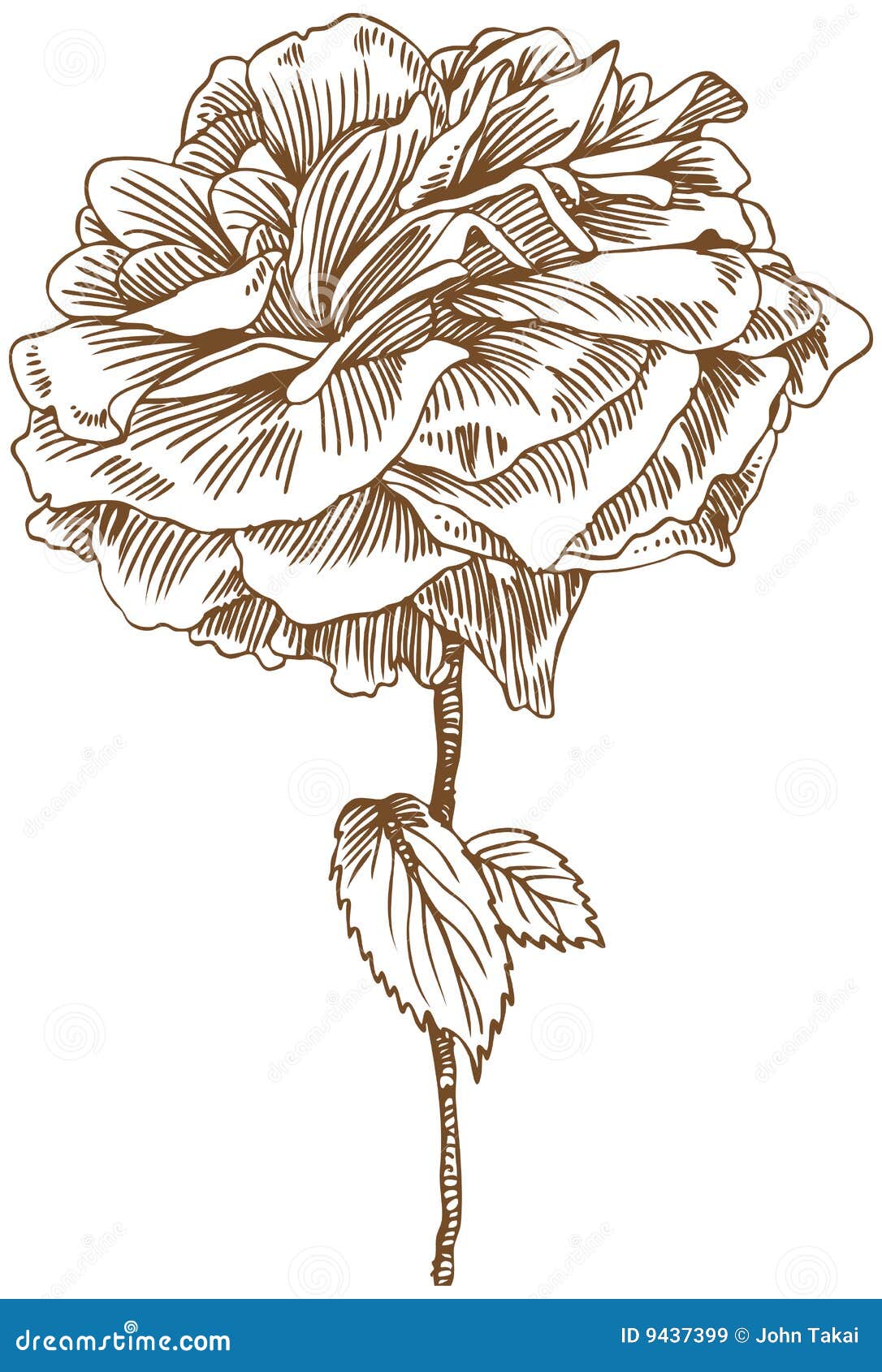 Hand gezeichnete Rose vektor abbildung. Illustration von graphik - 9437399