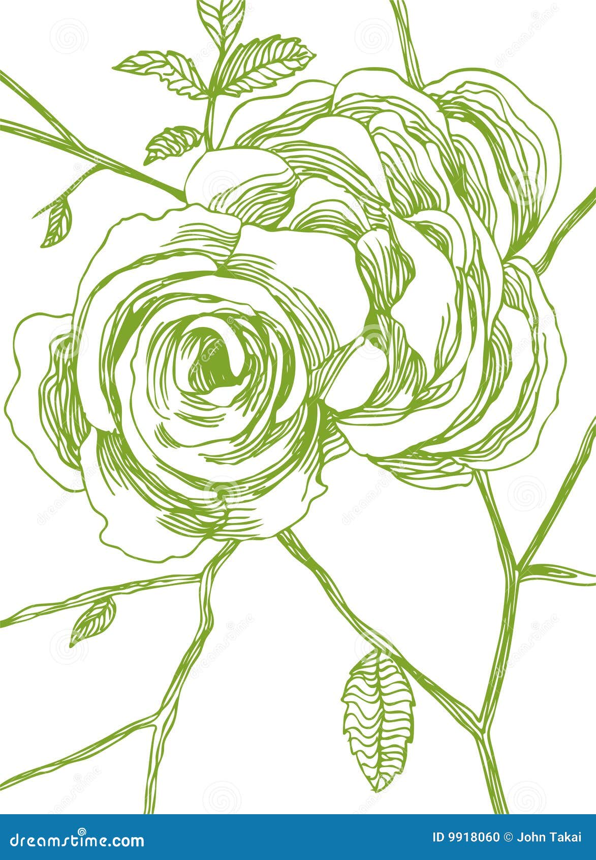 Hand gezeichnete Rose vektor abbildung. Illustration von blume - 9918060