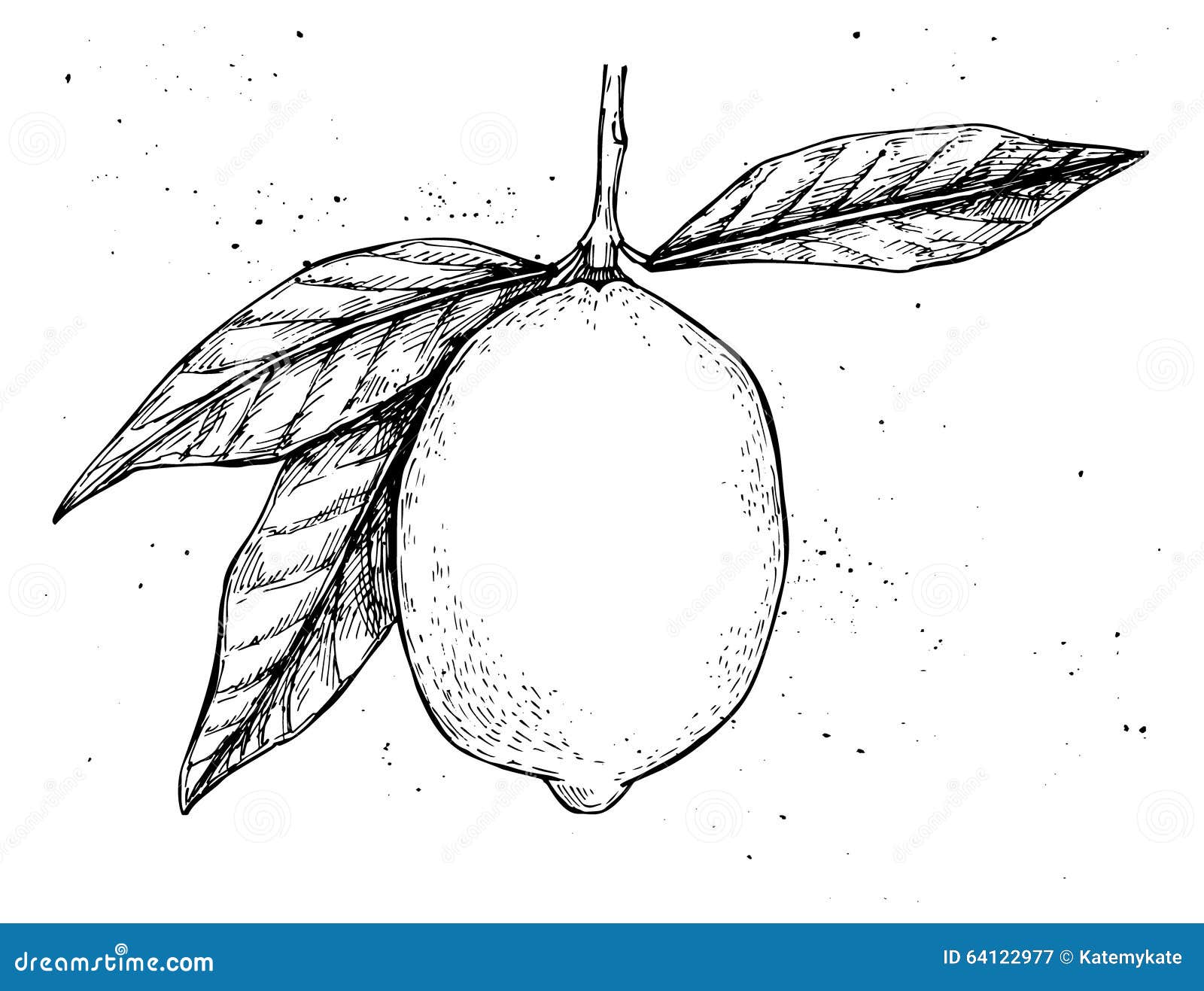 Hand Gezeichnete Vektorillustration - Zitrone Vektor Abbildung ...