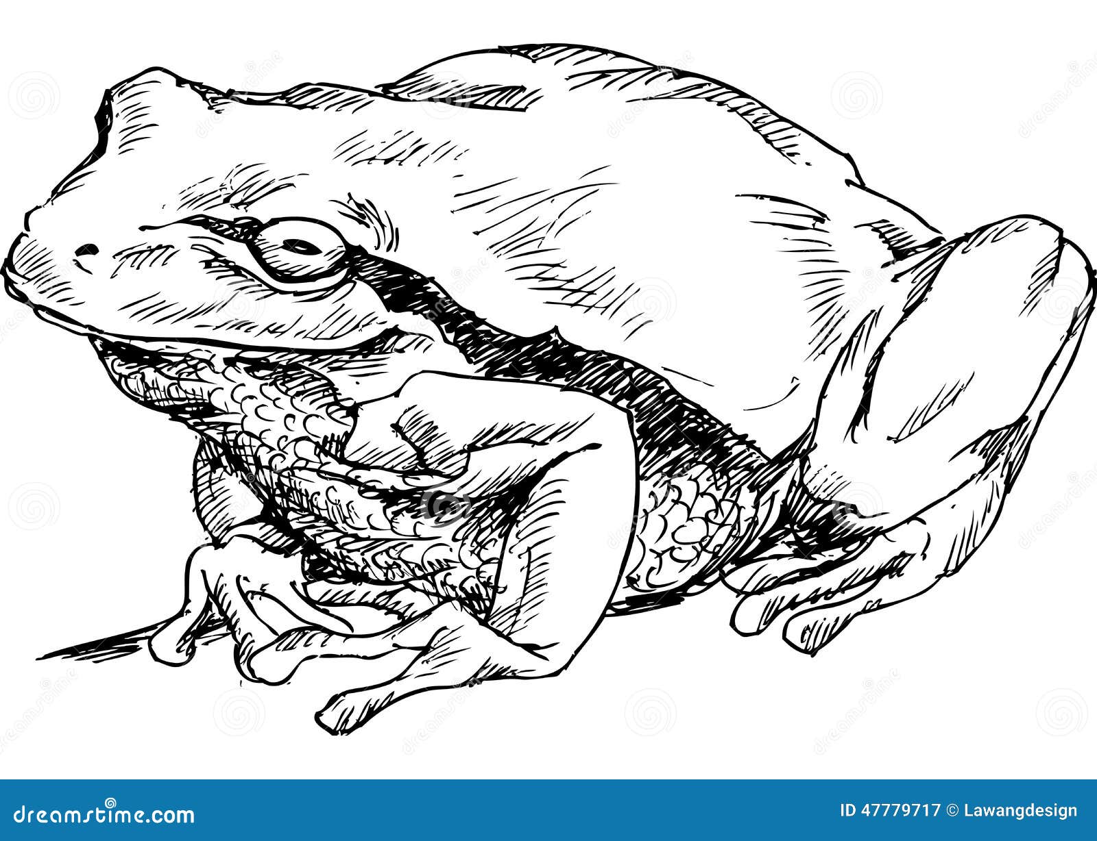 Hand gezeichneter Frosch vektor abbildung. Illustration von geschöpf ...