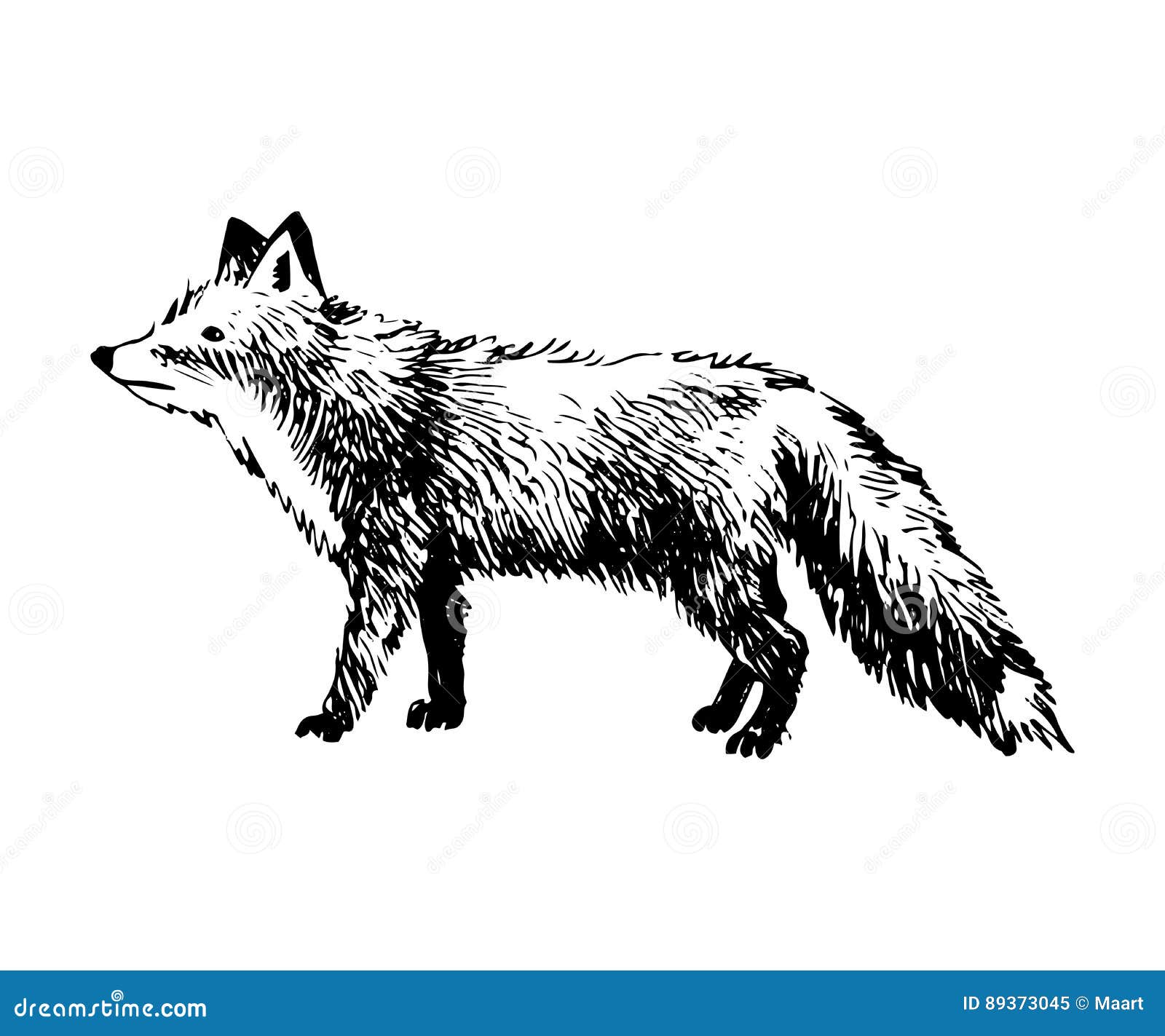 Hand gezeichneter Fuchs vektor abbildung. Illustration von karte - 89373045