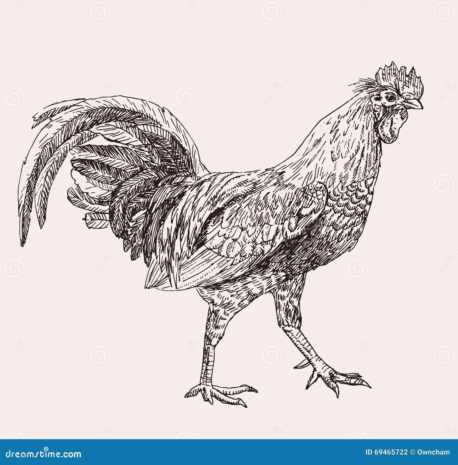 Hand gezeichneter Hahn vektor abbildung. Illustration von grippe - 69465722