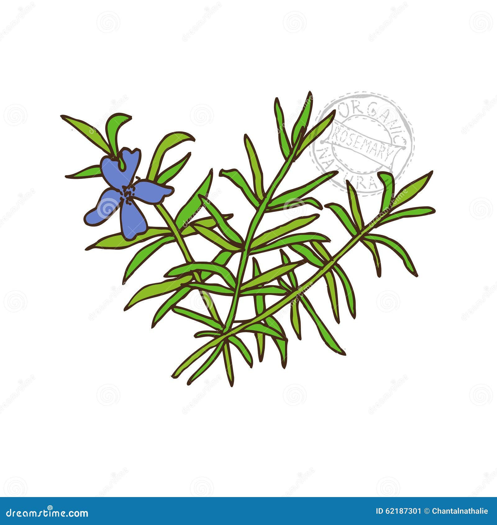 Hand gezeichneter Rosmarin vektor abbildung. Illustration von zeichnung ...