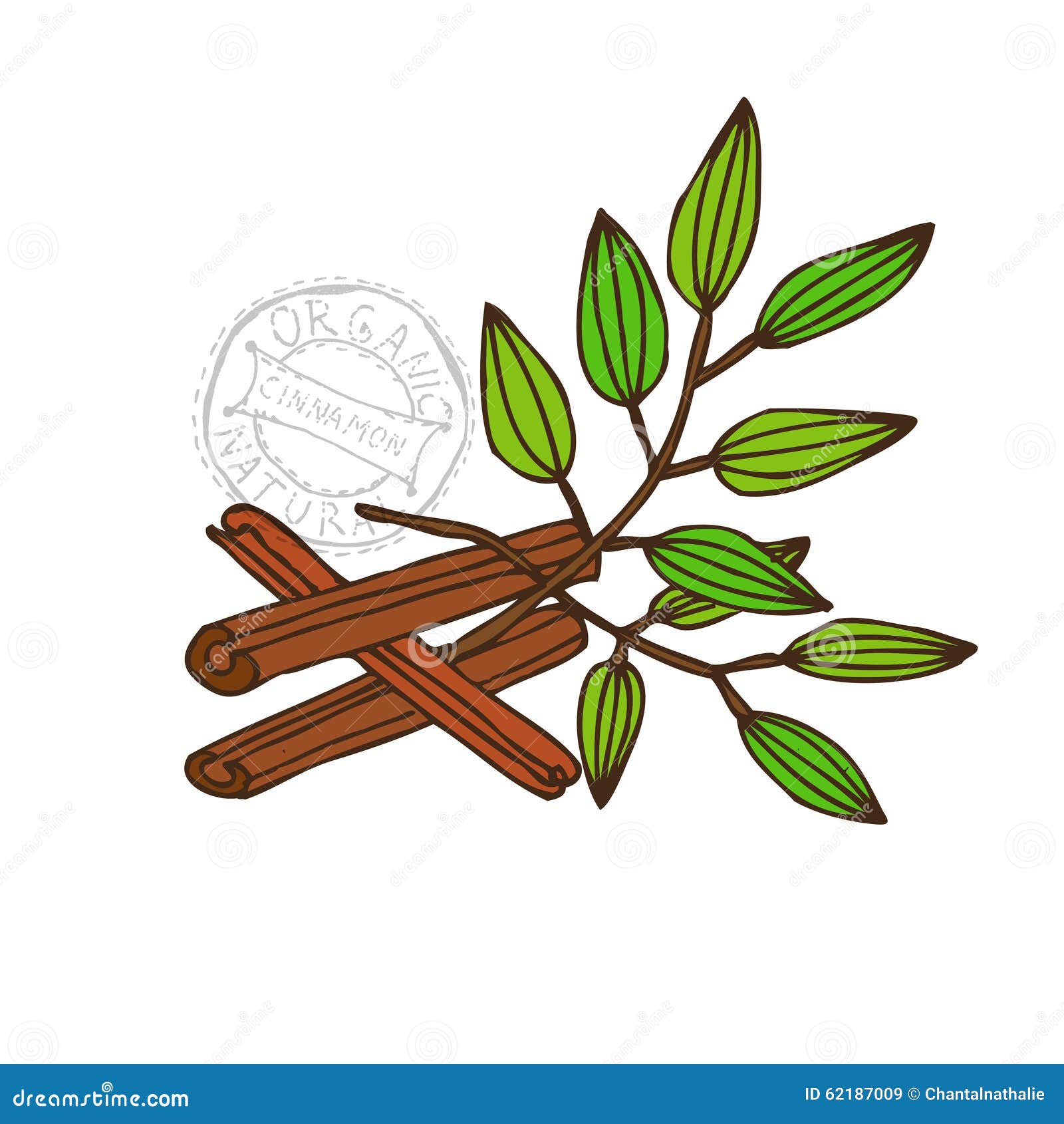 Hand gezeichneter Zimt vektor abbildung. Illustration von auszug - 62187009