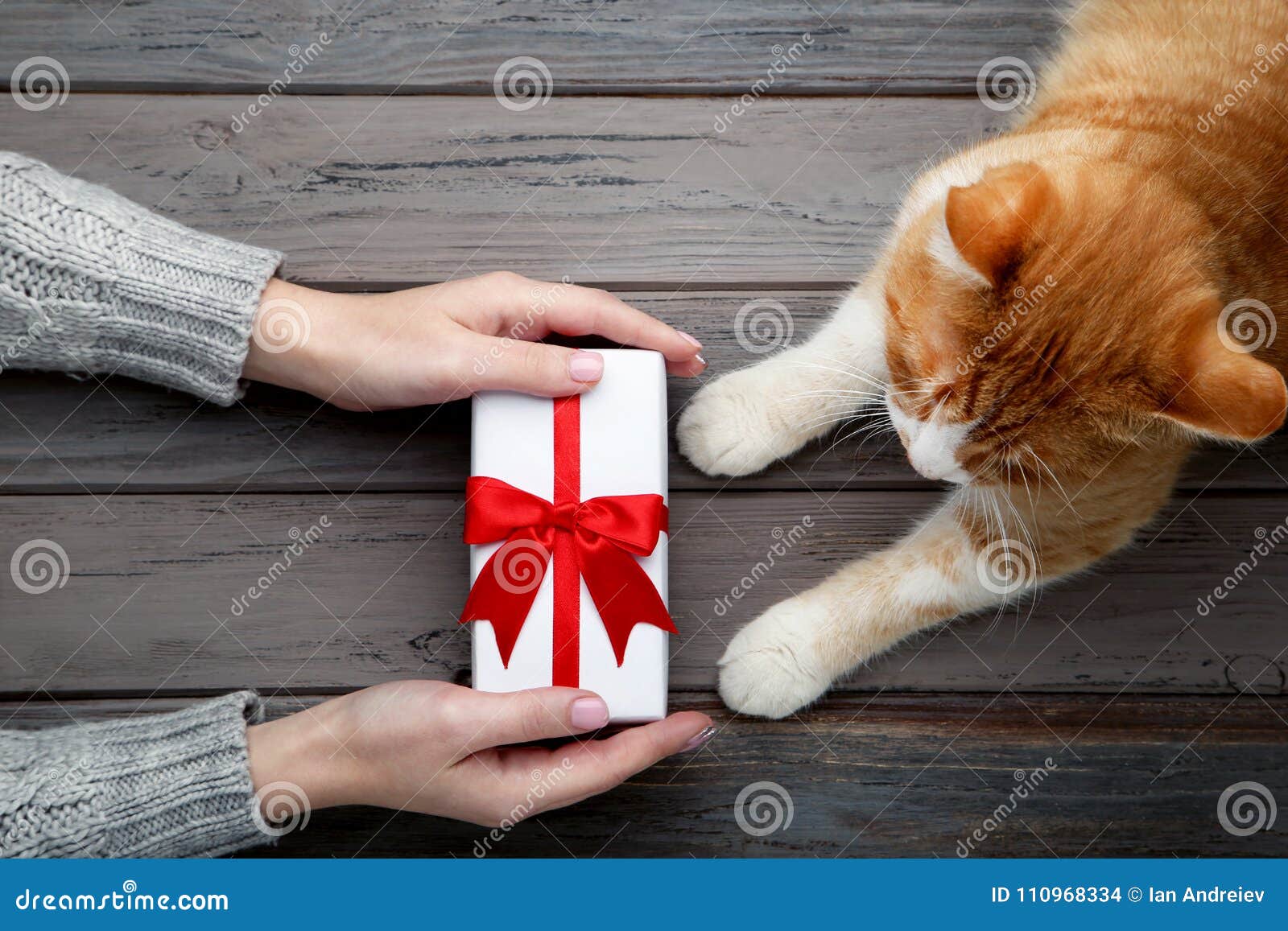 Hand with Gift Box and Ginger Cat Stock Photo - Image of gesture ...
