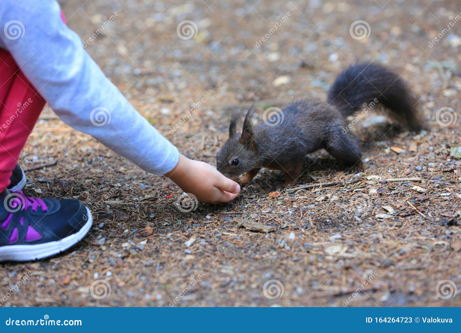 Hand of Girl Feeding Squirrel Outdoors Stock Image - Image of girl ...
