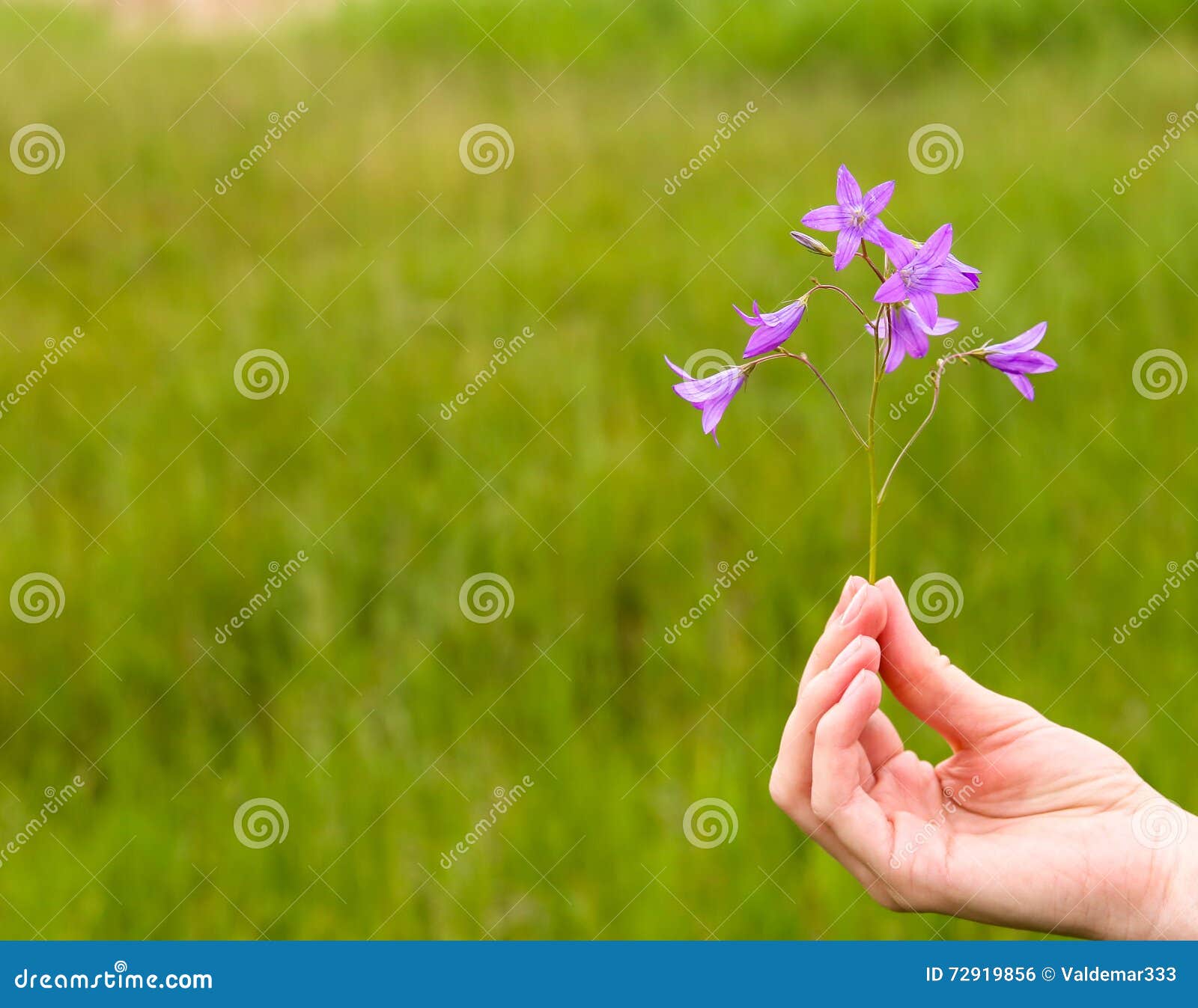 Hand of a Girl with a Flower Bell Stock Photo - Image of blue, looking ...