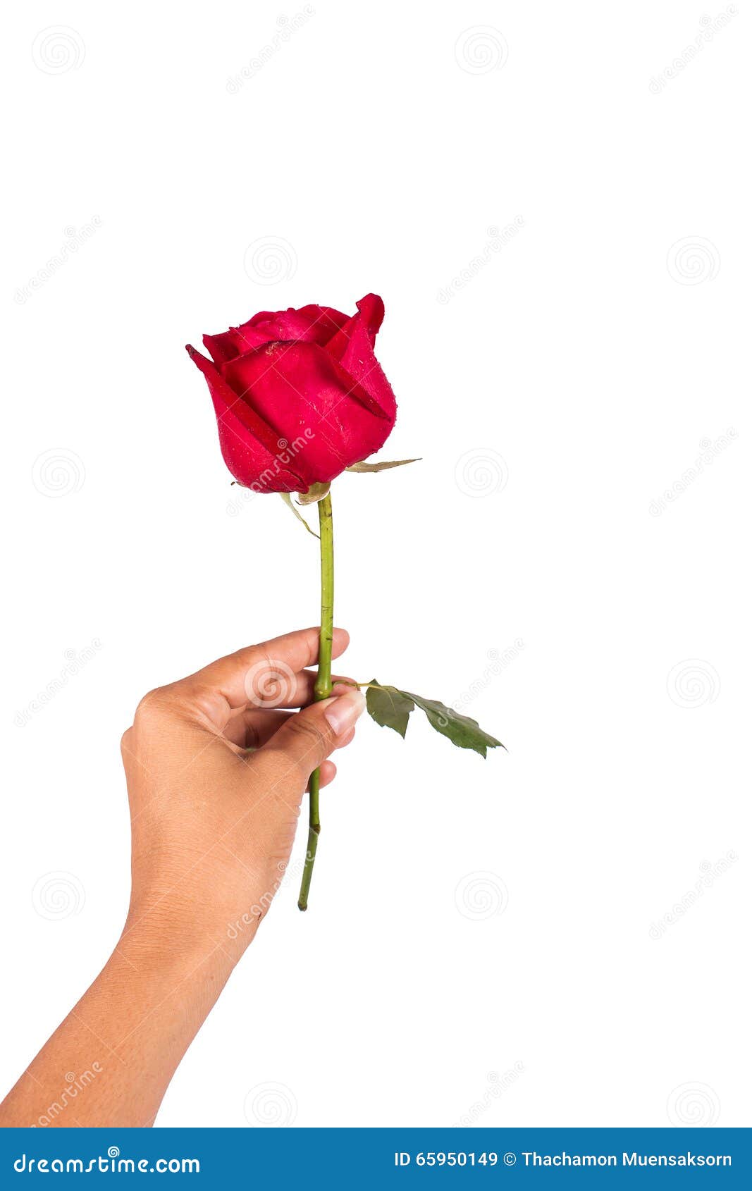 Hand girl hold rose flower stock image. Image of roses - 65950149