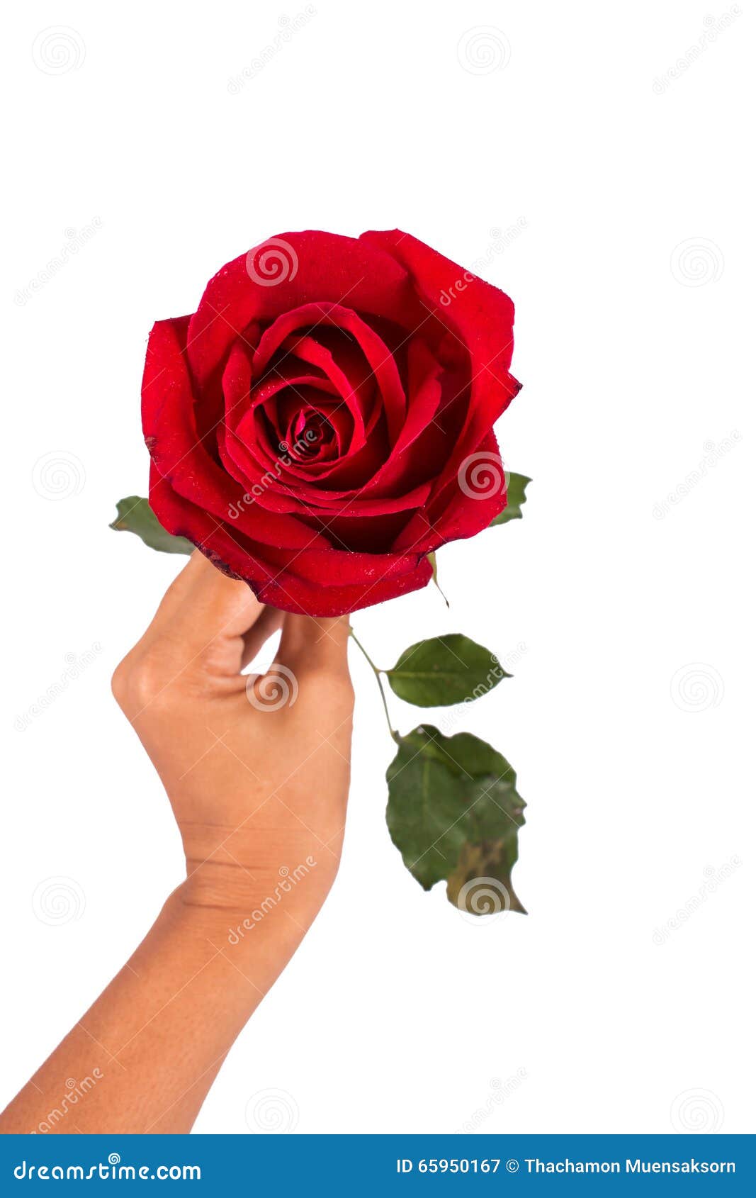 Hand girl hold rose flower stock image. Image of manicured - 65950167