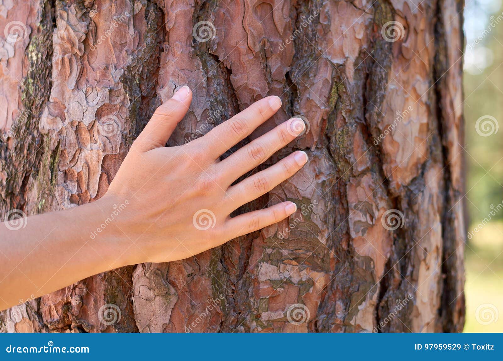 Hand Girl Hugs a Tree in the Park or Forest. the Concept of Unity with ...