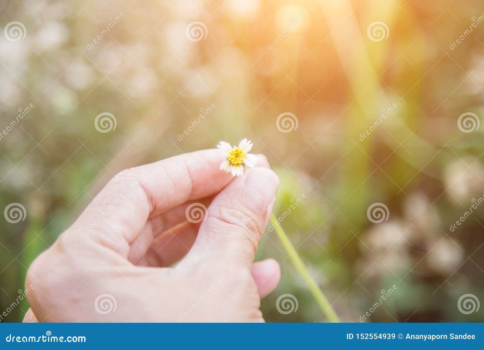 Hand of a Girl Touch Flower Stock Image - Image of closeup, finger ...