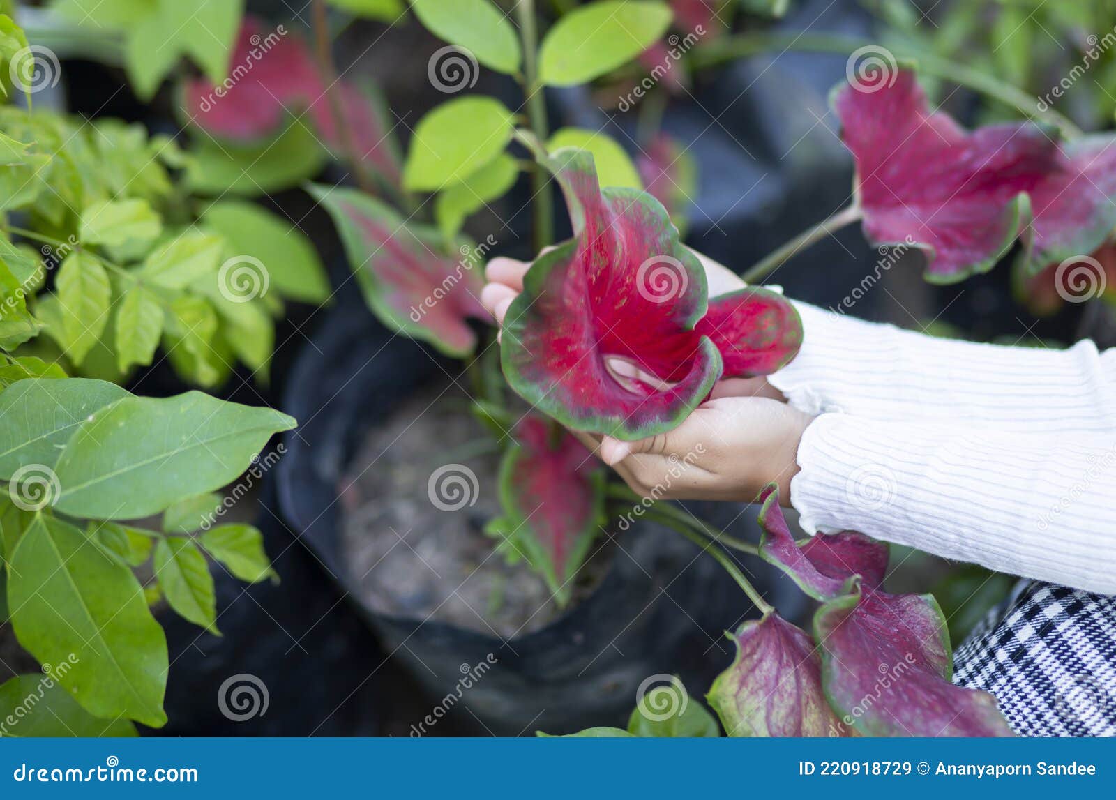 Hand of a Girl Touch Flower Stock Image - Image of flowers, face: 220918729