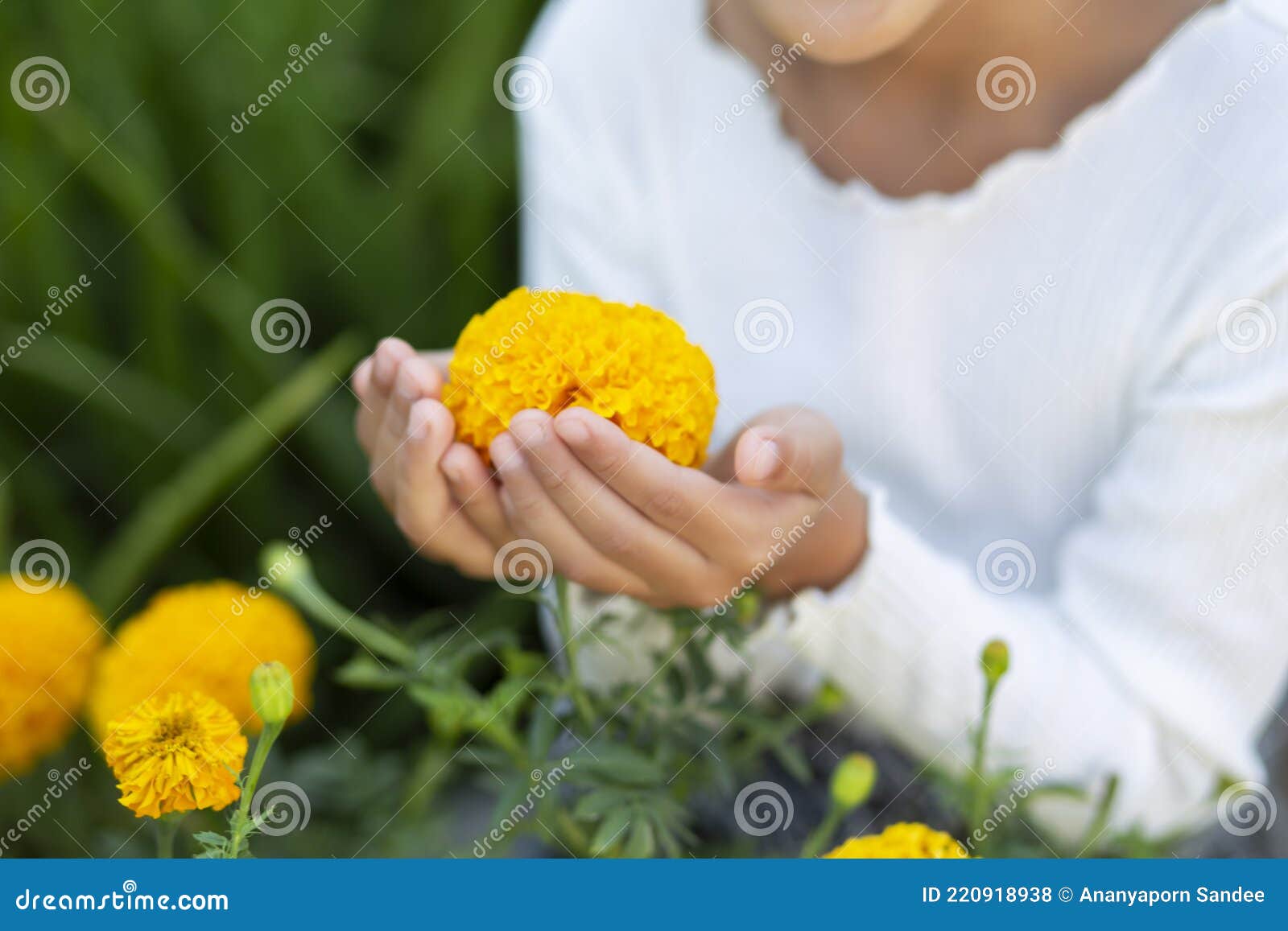 Hand of a Girl Touch Flower Stock Photo - Image of spring, hand: 220918938