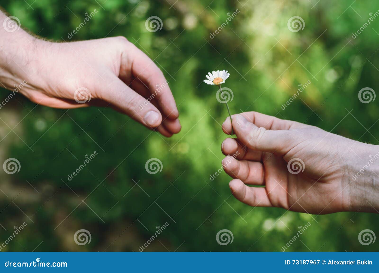 Hand Gives a Simple Beautiful Flower Stock Image - Image of natural ...