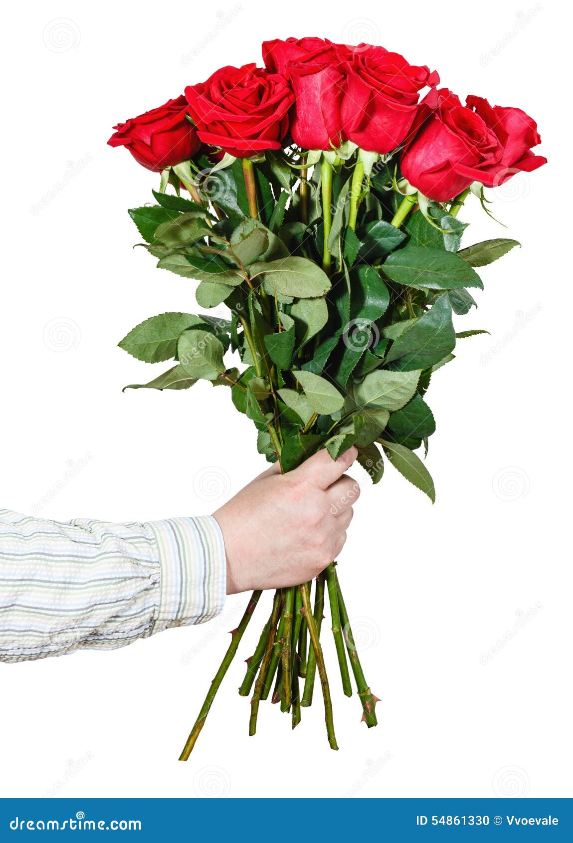 Hand Giving Bouquet of Many Red Roses Isolated Stock Photo - Image of ... Hand Giving Bouquet of Many Red Roses Isolated Stock Photo - Image of ...