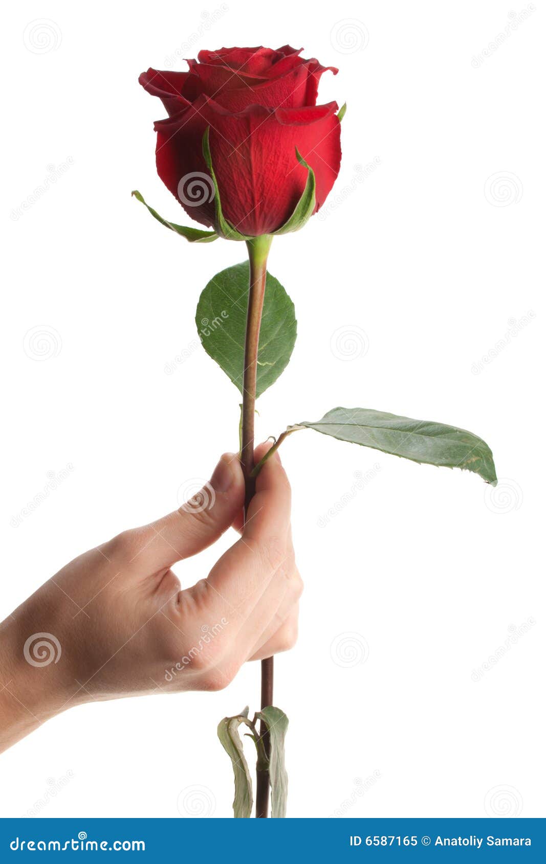 Hand Giving or Holding Rose, Isolated Stock Image - Image of closeup ...
