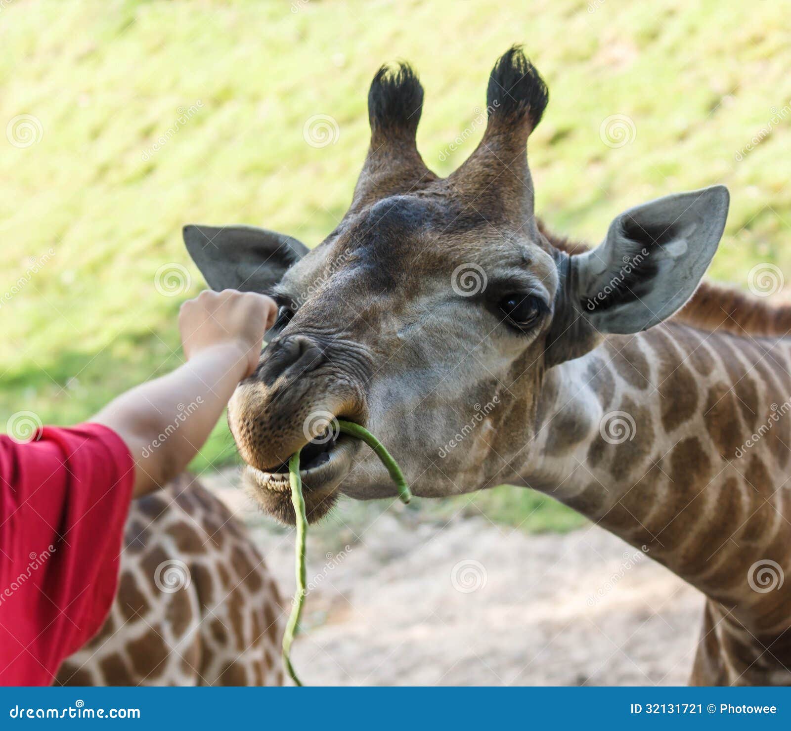 Hand Giving a Yardlong Bean To the Giraffe Stock Image - Image of ...