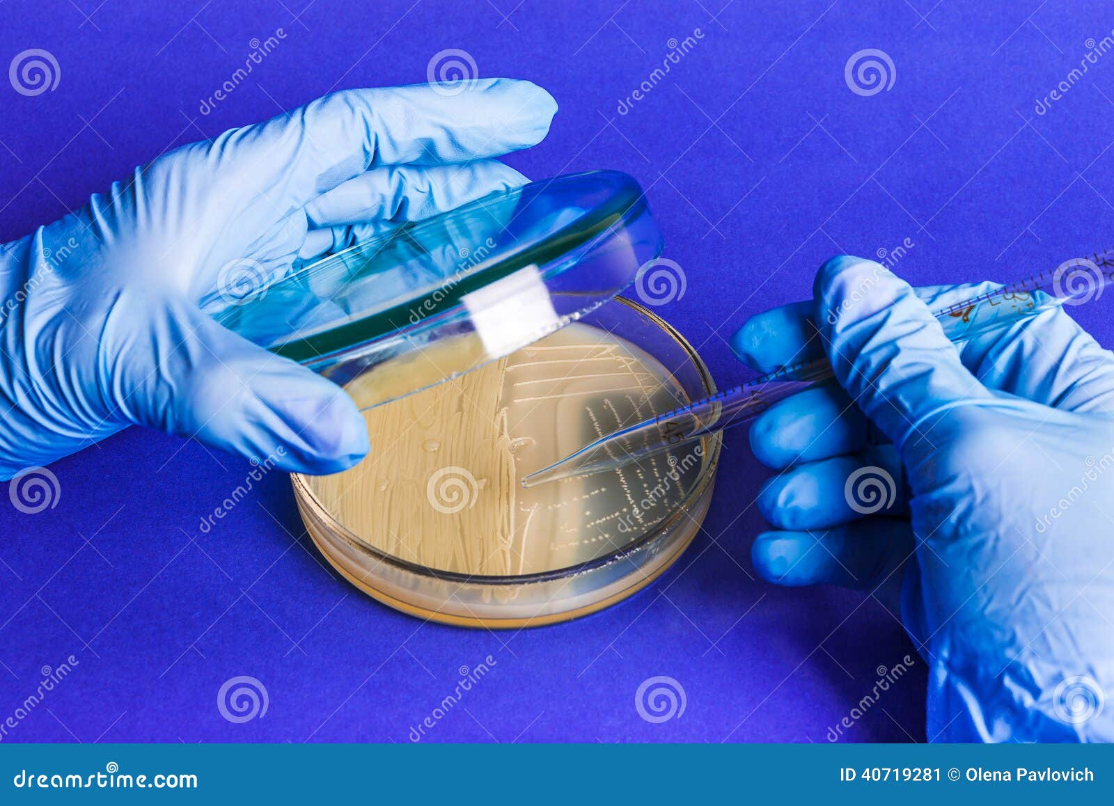Culturing Work In Sterile Box With Bacteria, Laboratory Equpment ...