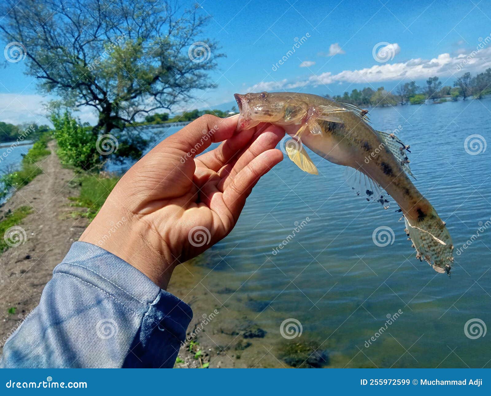 Hand grab ocean fish stock image. Image of reef, invertebrate - 255972599