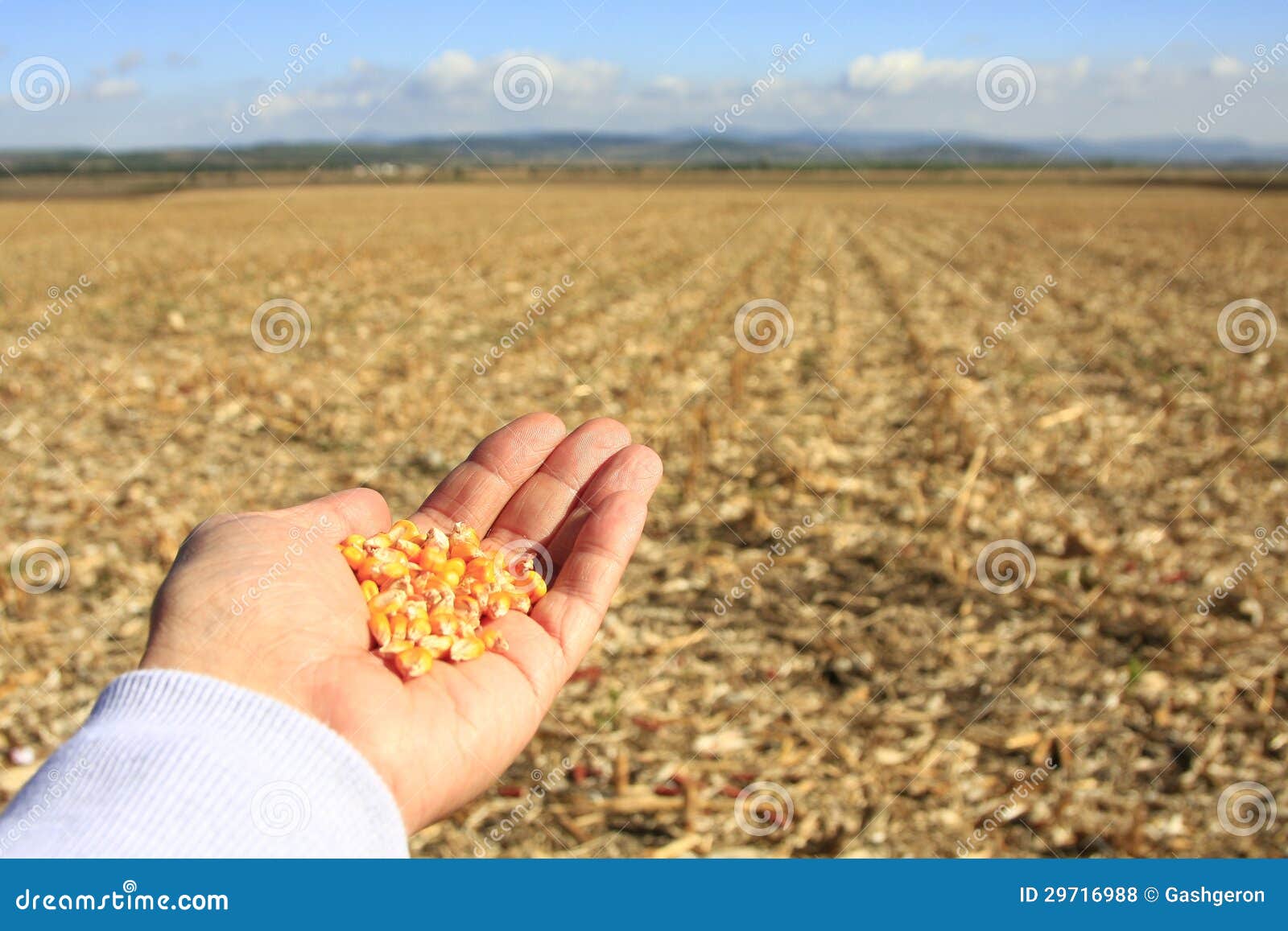 Hand with corn stock photo. Image of field, autumn, grain - 29716988