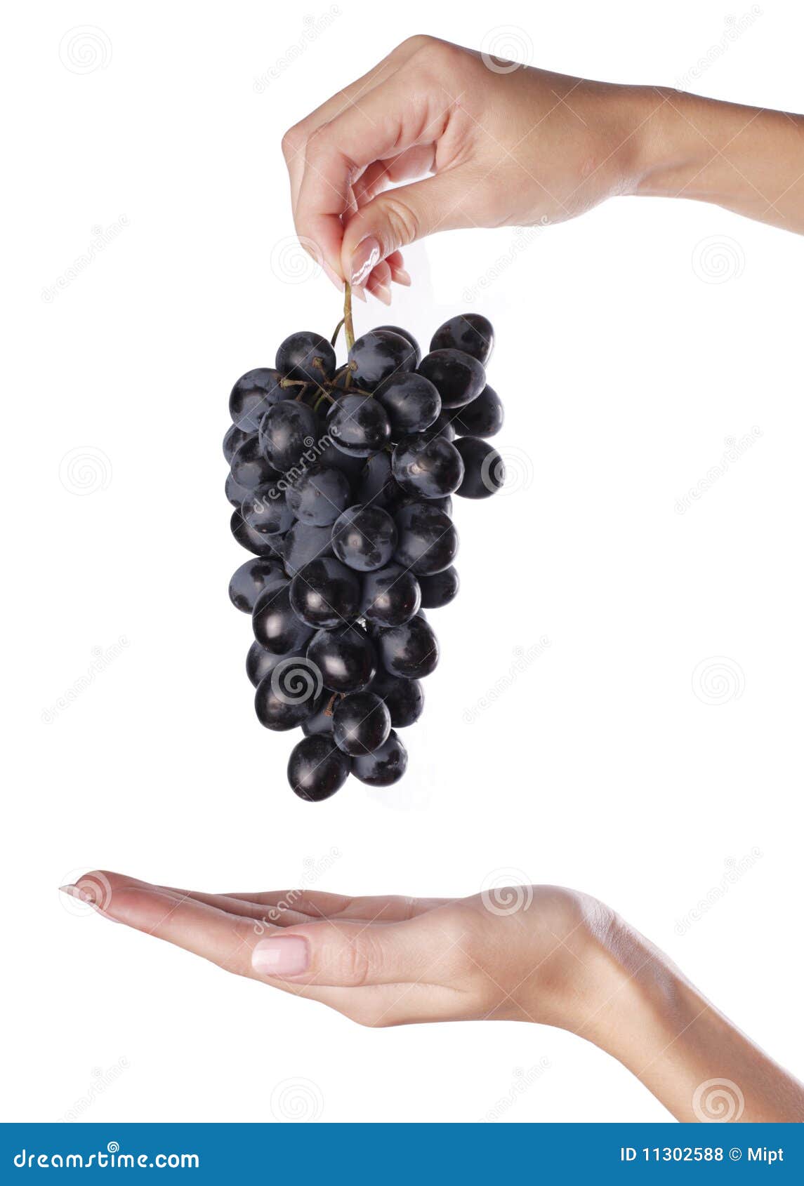 Hand and grapes stock photo. Image of health, fresh, healthy - 11302588