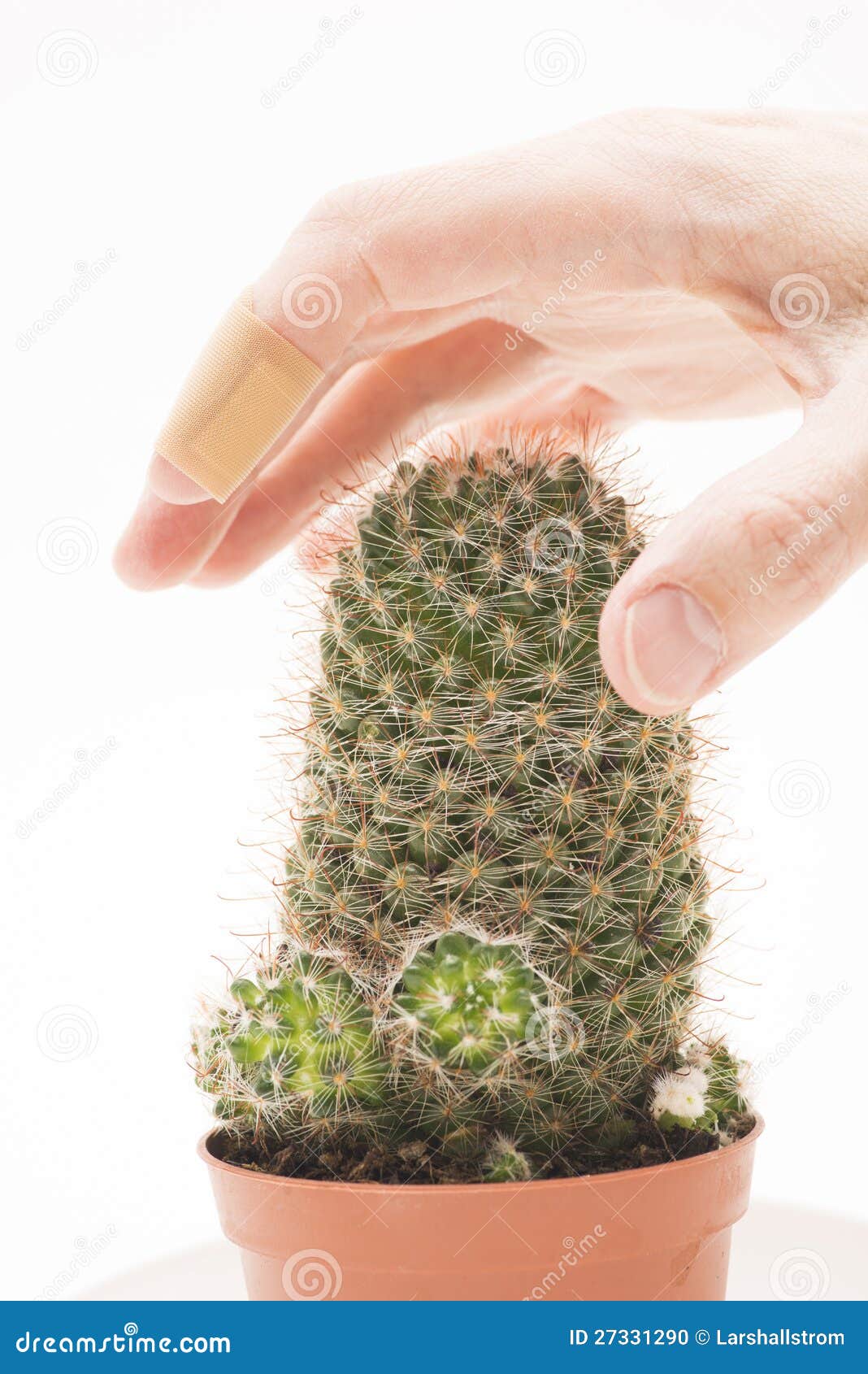 Hand grasping a cactus stock photo. Image of health, protection - 27331290