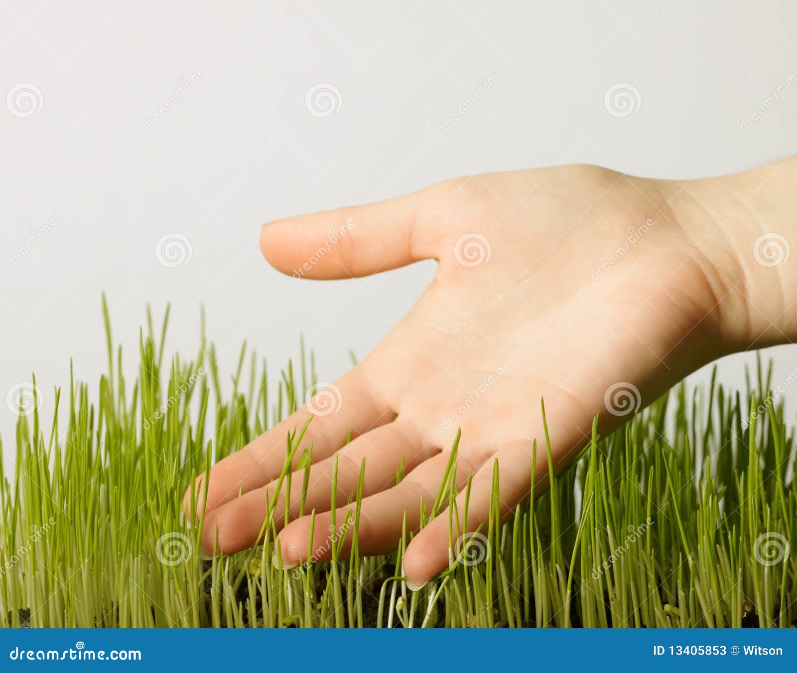 Hand and grass stock image. Image of fingers, agriculture - 13405853