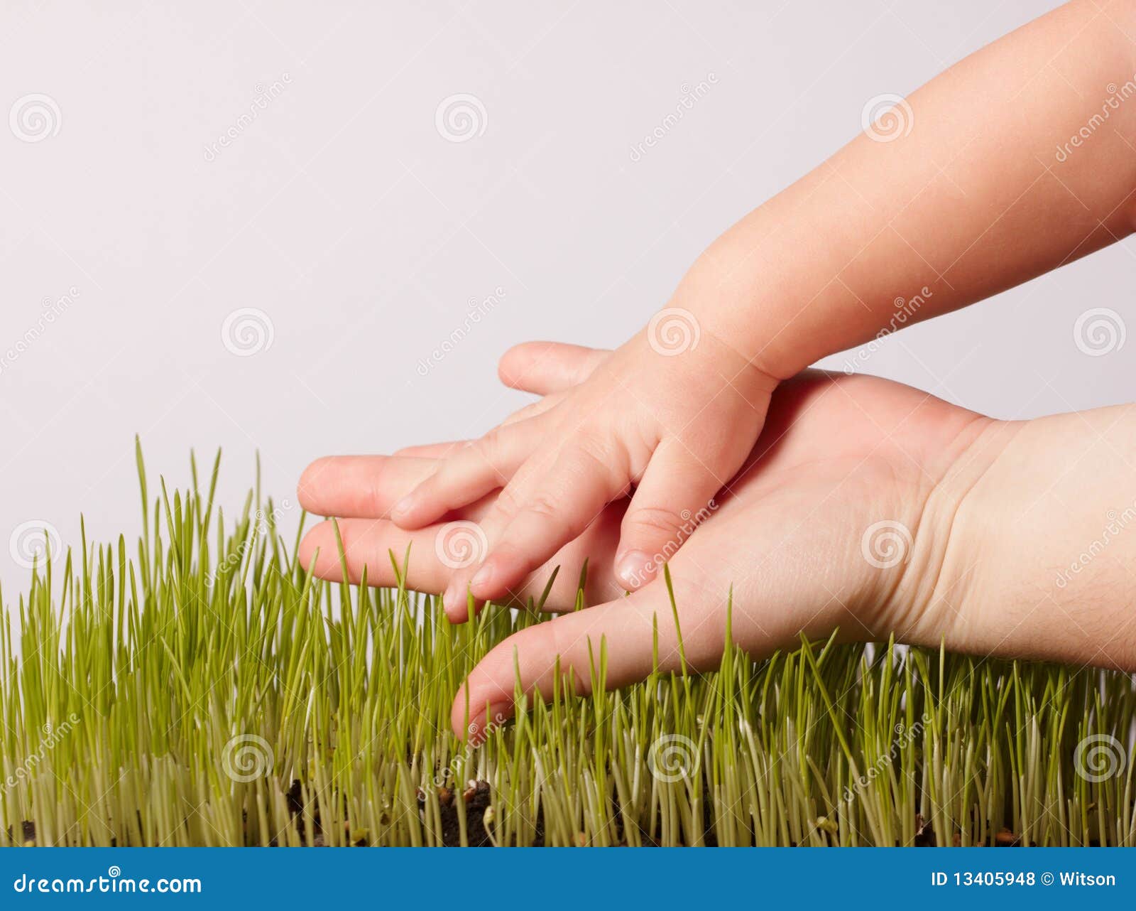 Hand and grass stock photo. Image of hand, leaf, hold - 13405948