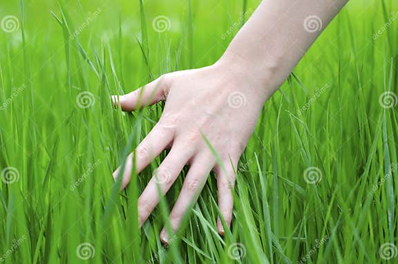 Hand and grass stock photo. Image of broken, plant, sunrays - 23085158