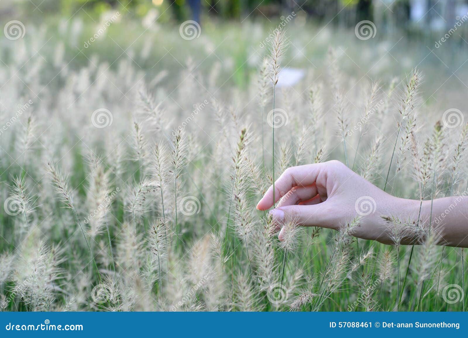Hand in the grass field stock image. Image of meadow - 57088461