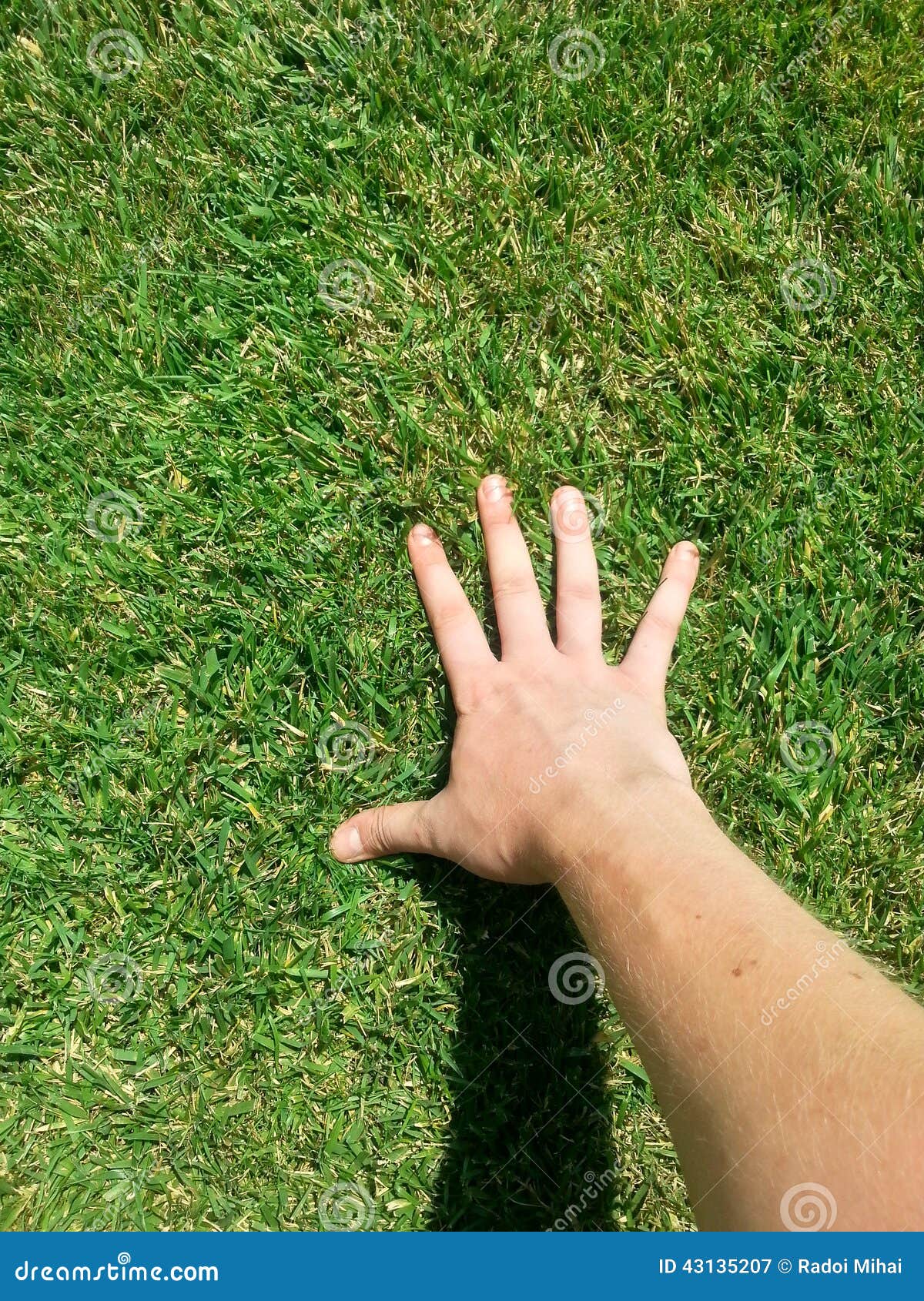 Hand in grass stock image. Image of grass, natural, hand - 43135207