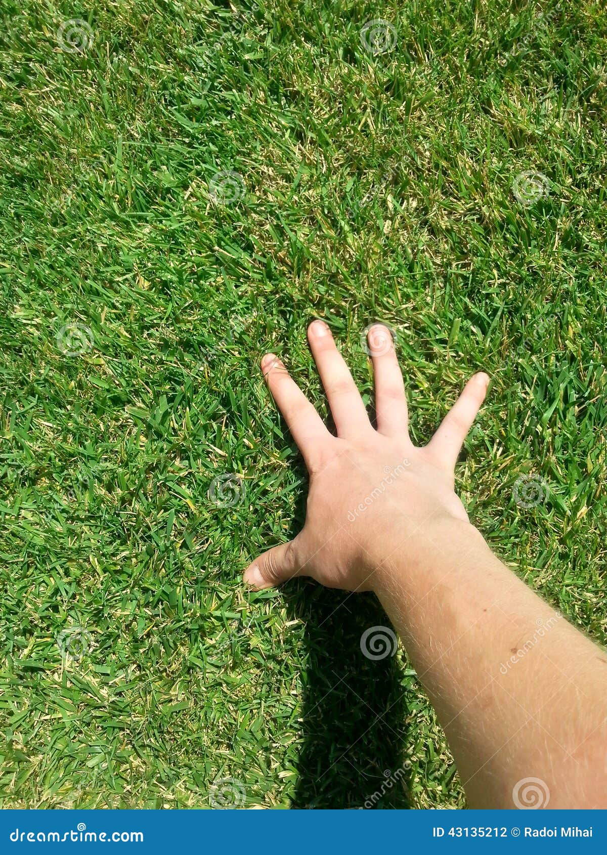 Hand in grass stock photo. Image of natural, green, finger - 43135212