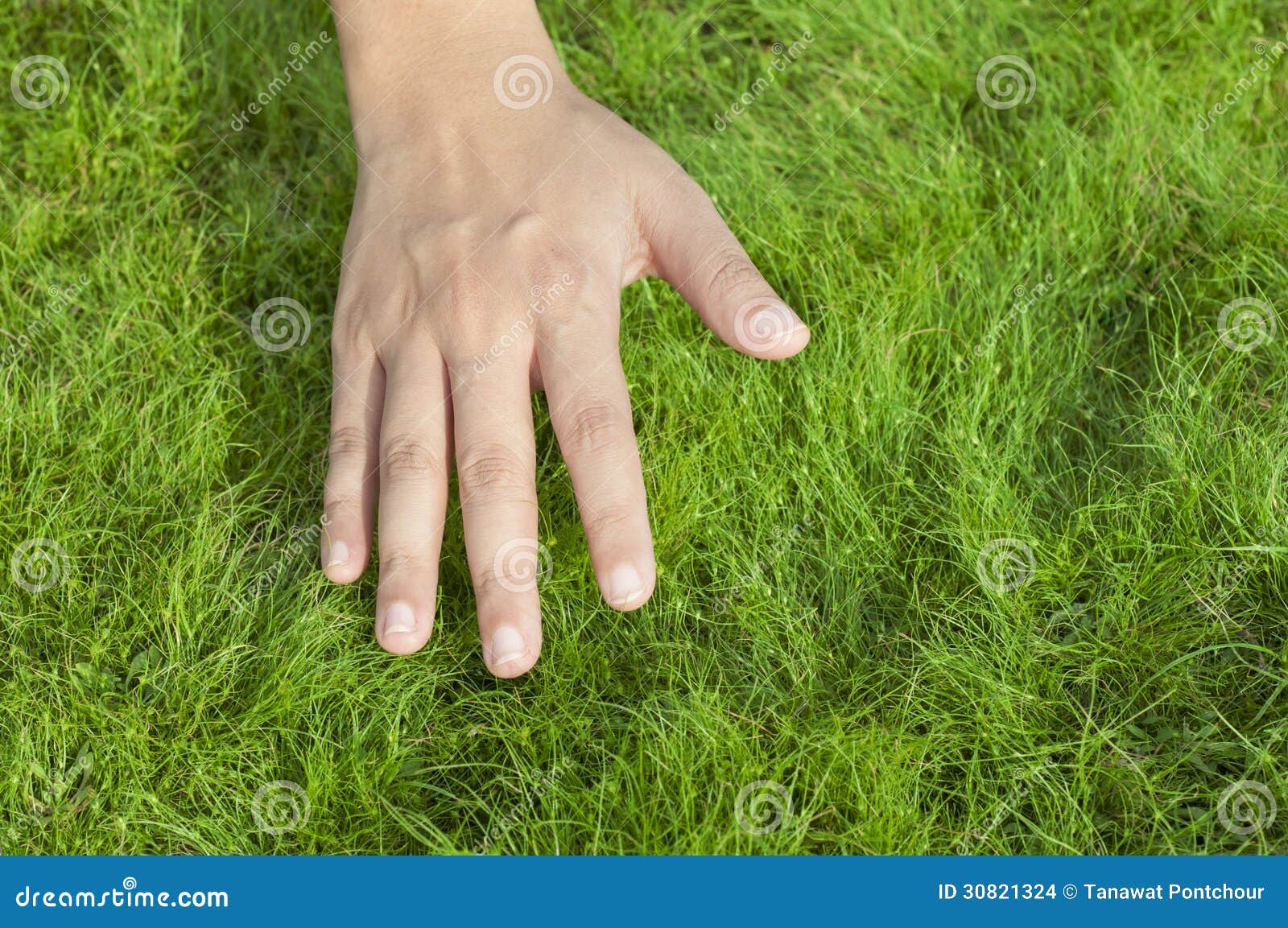 Hand on grass stock photo. Image of grass, gardening - 30821324