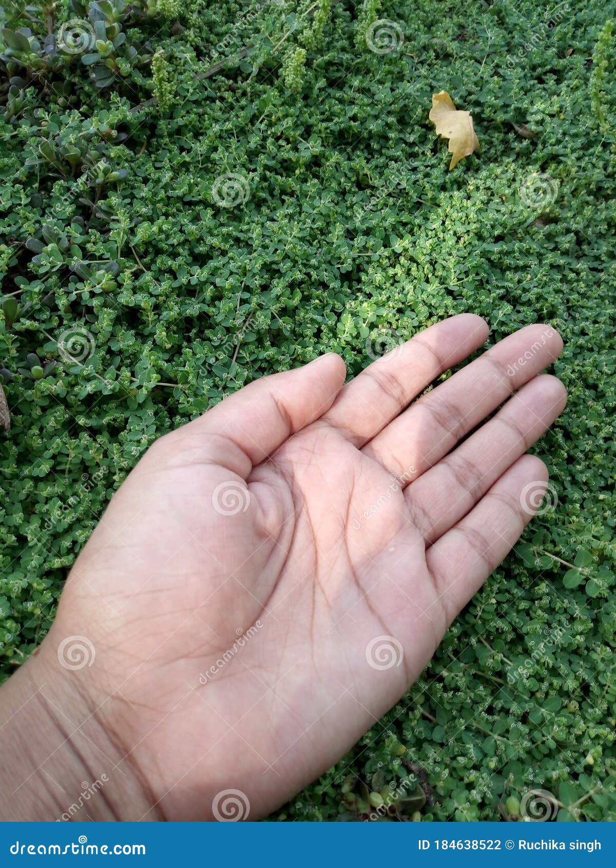 Hand on green grass stock photo. Image of hand, peace - 184638522