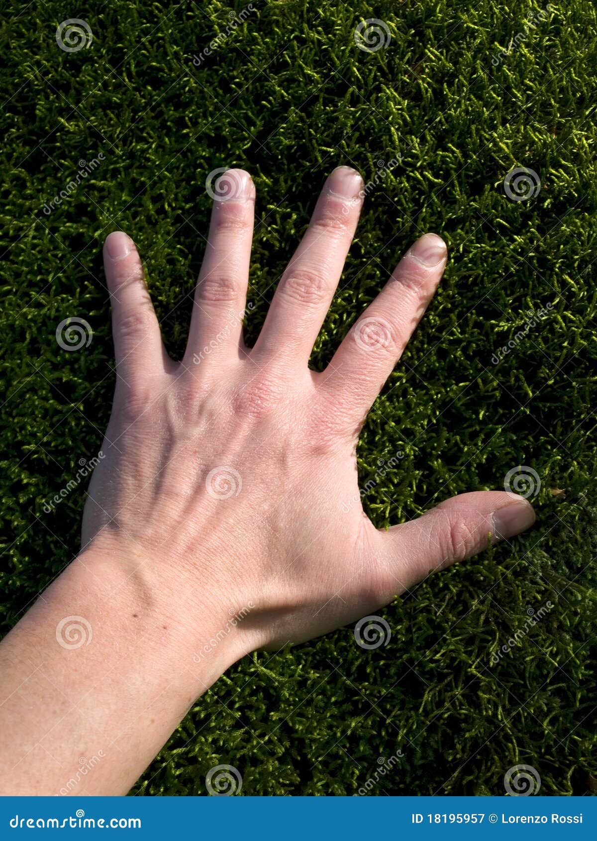 Hand on green moss stock image. Image of natural, hand - 18195957